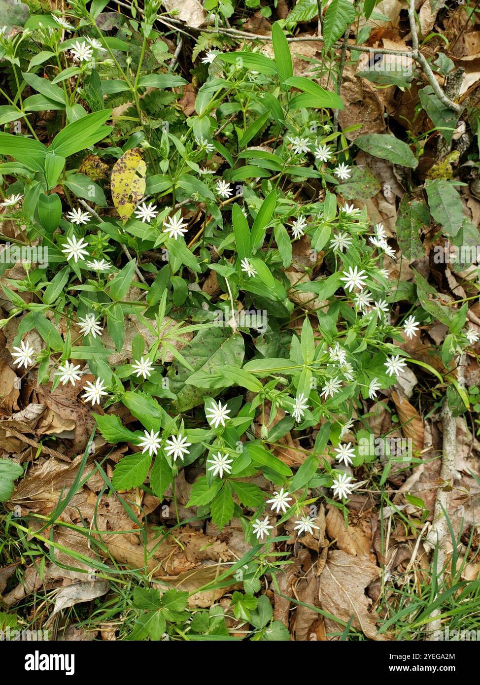 star chickweed (Stellaria pubera Stock Photo - Alamy