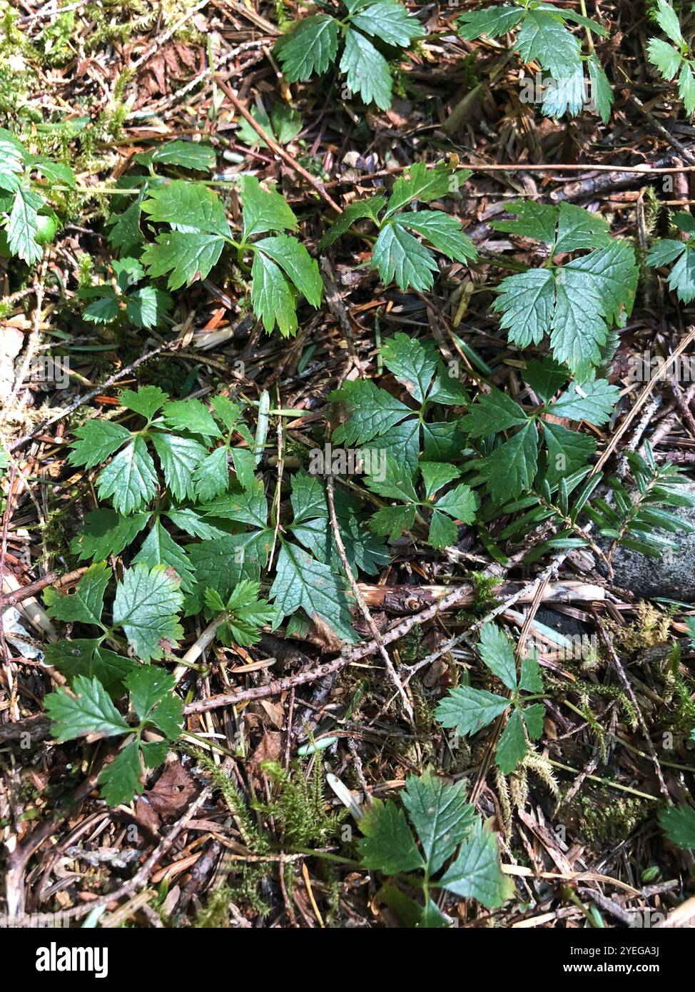 Five-leaf Dwarf Bramble (Rubus pedatus Stock Photo - Alamy