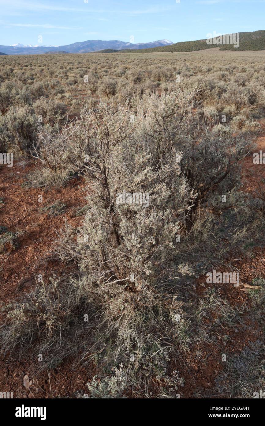 Big Sagebrush (Artemisia tridentata Stock Photo - Alamy