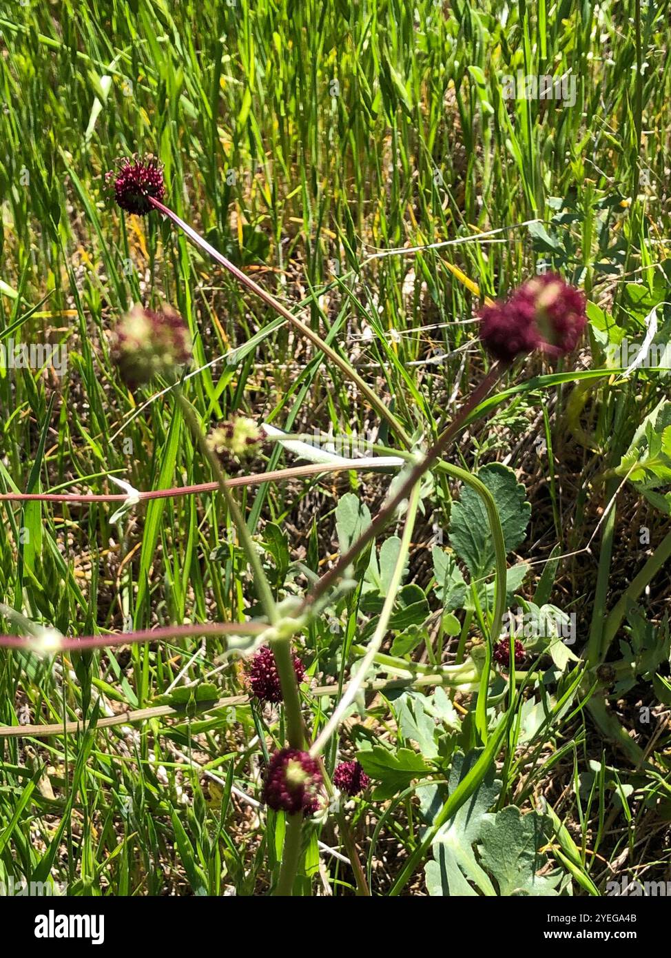 Purple Sanicle (Sanicula bipinnatifida Stock Photo - Alamy