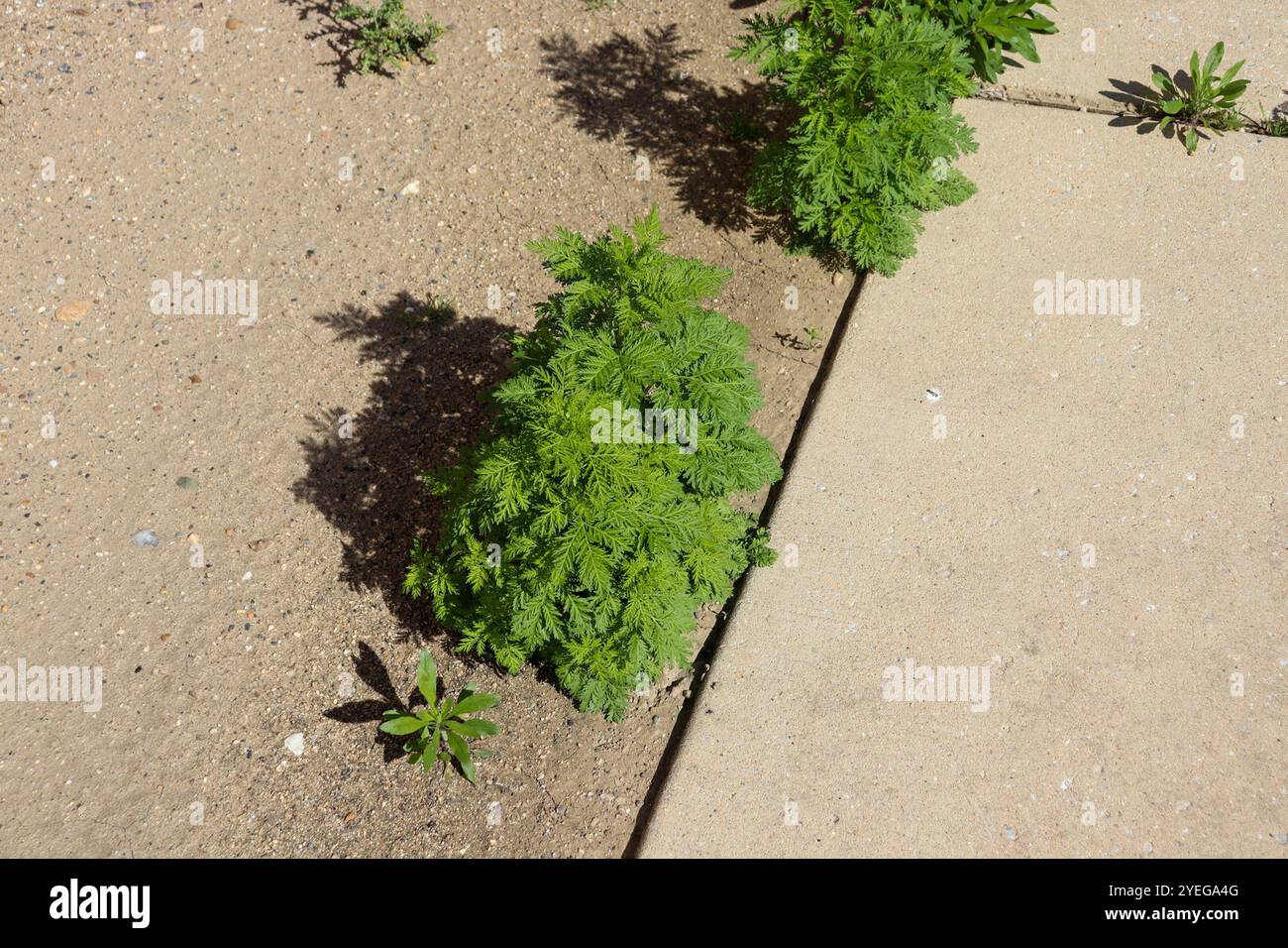 sweet annie (Artemisia annua Stock Photo - Alamy