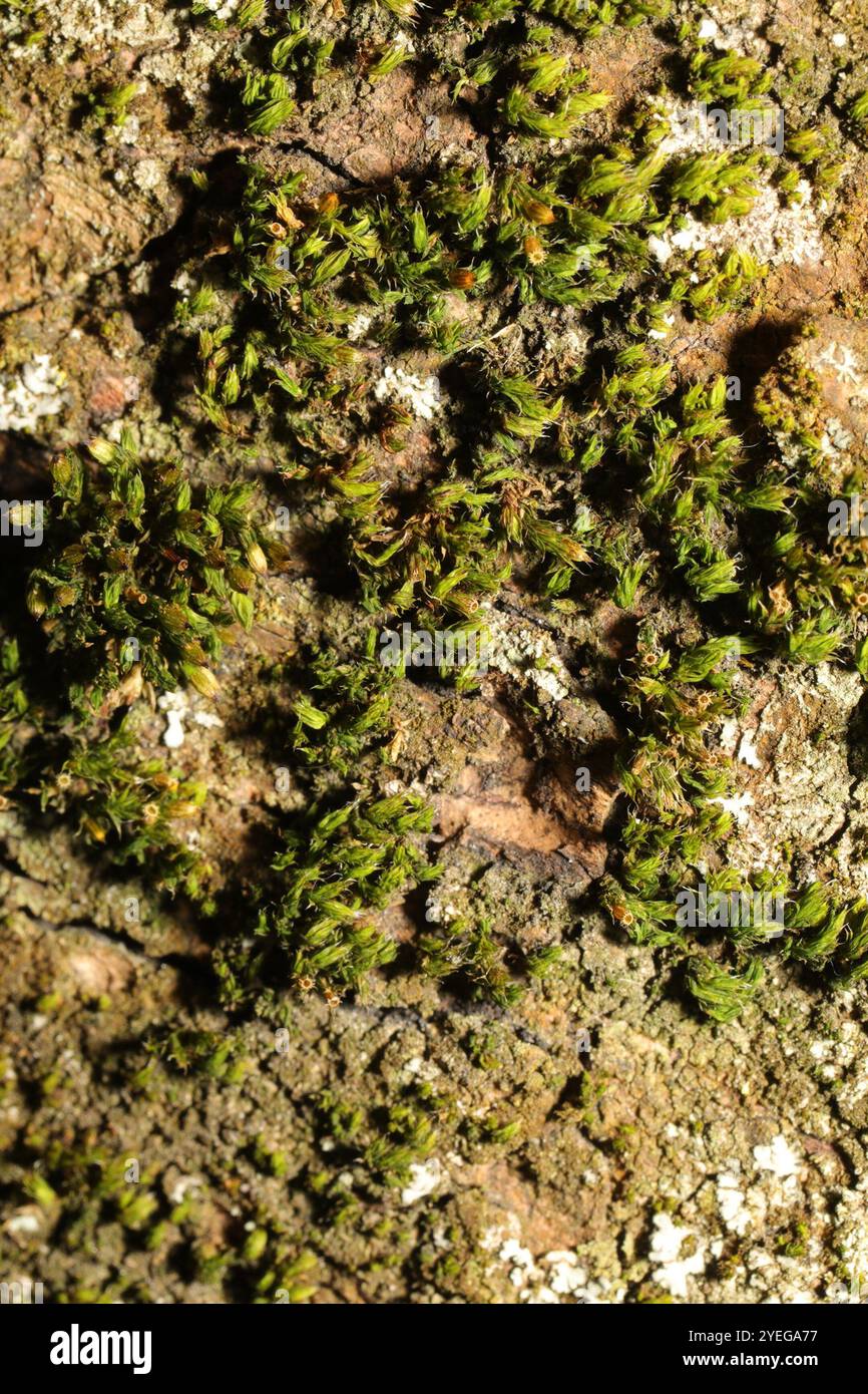 Wood Bristle-moss (Lewinskya affinis Stock Photo - Alamy