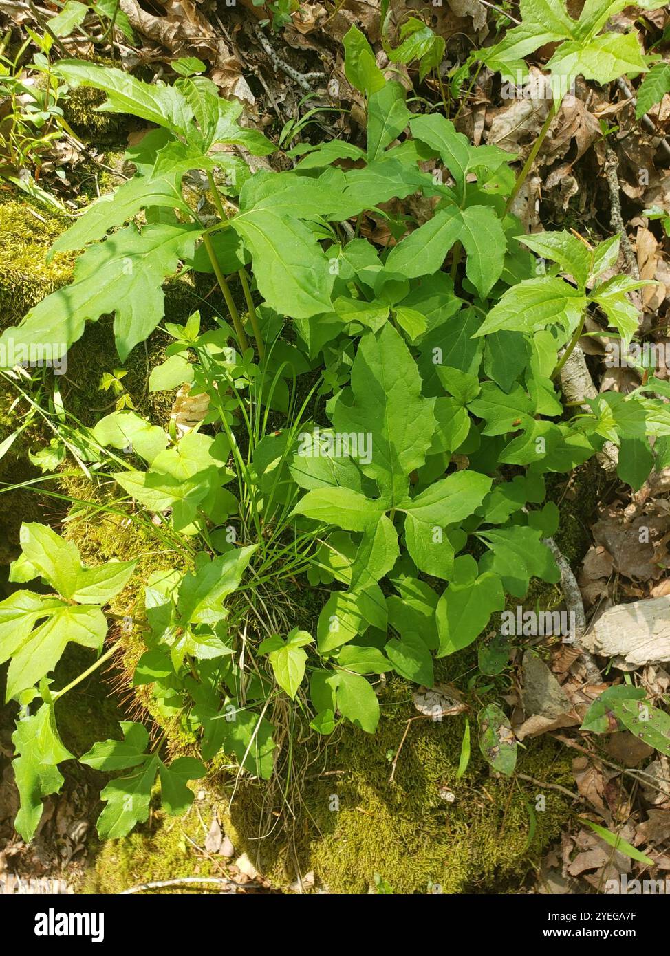 tall rattlesnake root (Nabalus altissimus Stock Photo - Alamy