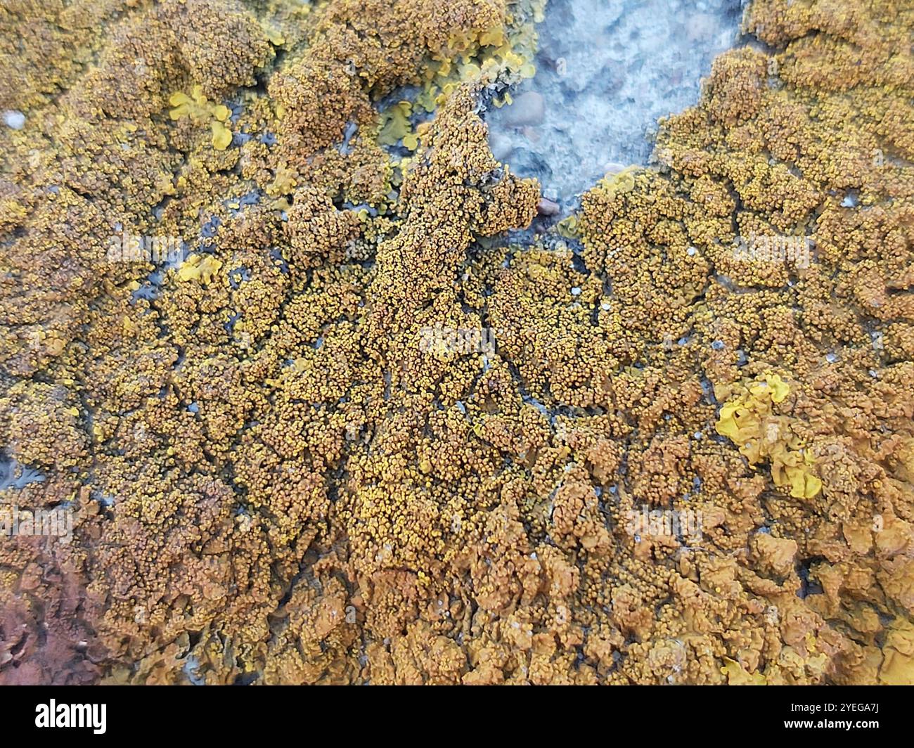 Xanthoria calcicola hi-res stock photography and images - Alamy
