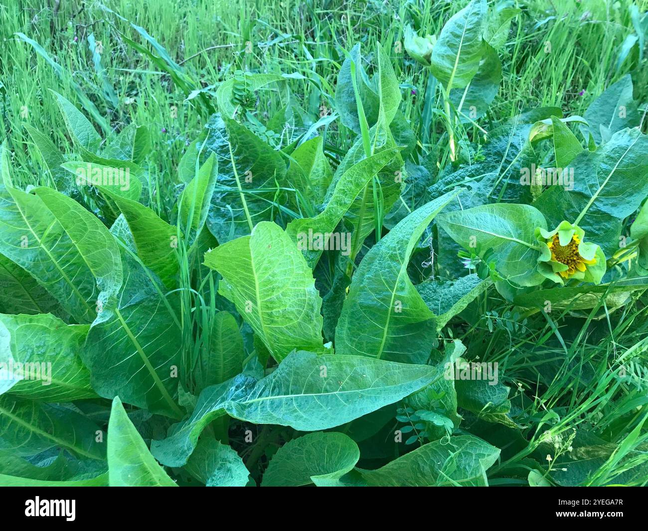 Gray Mule-Ears (Wyethia helenioides Stock Photo - Alamy
