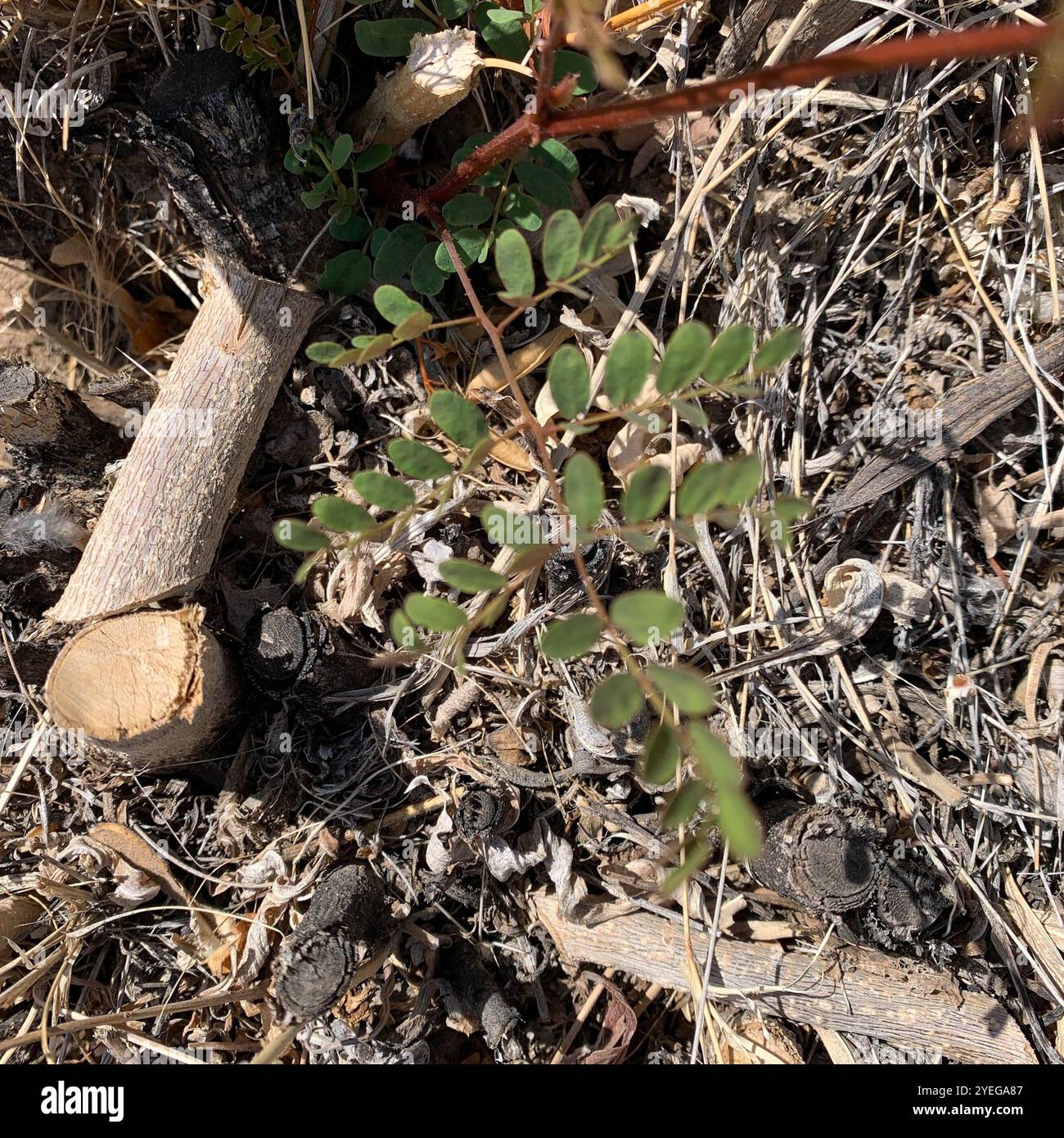 New Mexico locust (Robinia neomexicana Stock Photo - Alamy