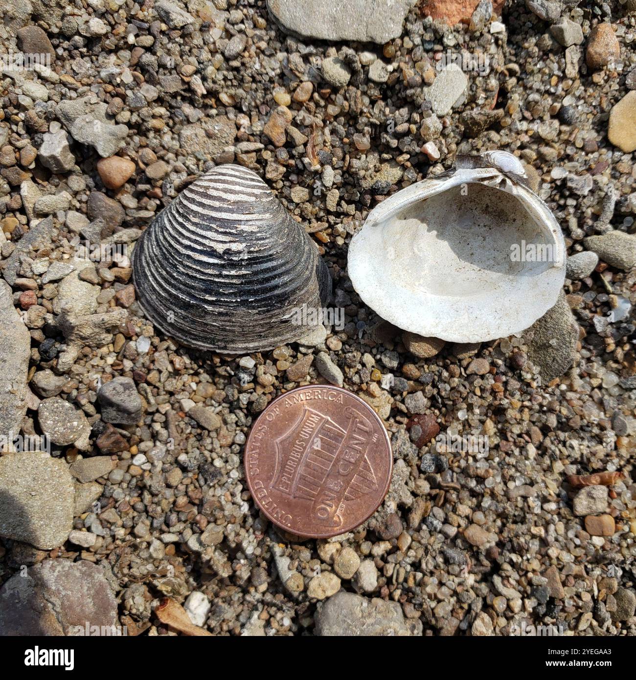 Asian Clam (Corbicula fluminea Stock Photo - Alamy
