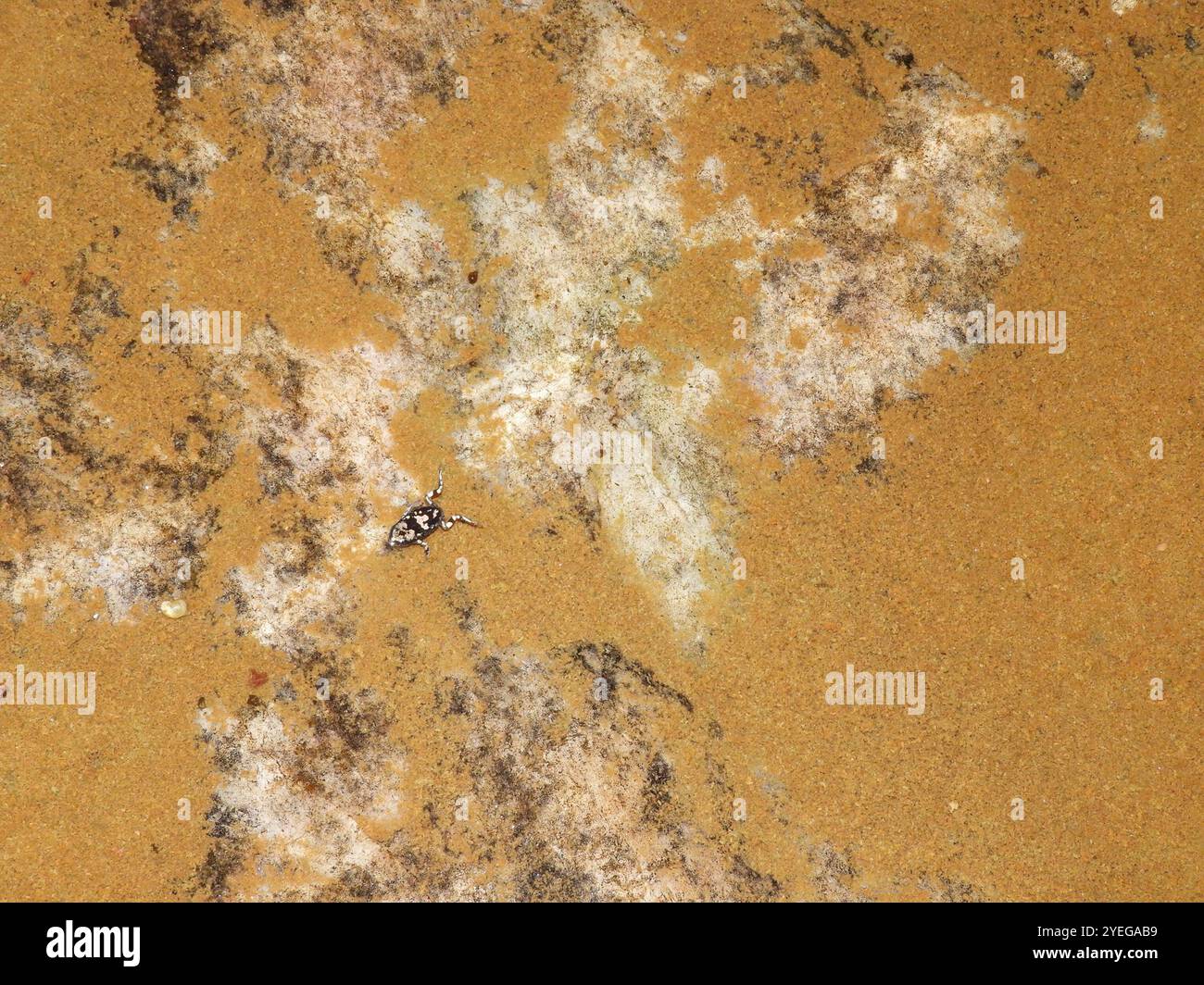 Marbled rubber frog (Phrynomantis annectens Stock Photo - Alamy