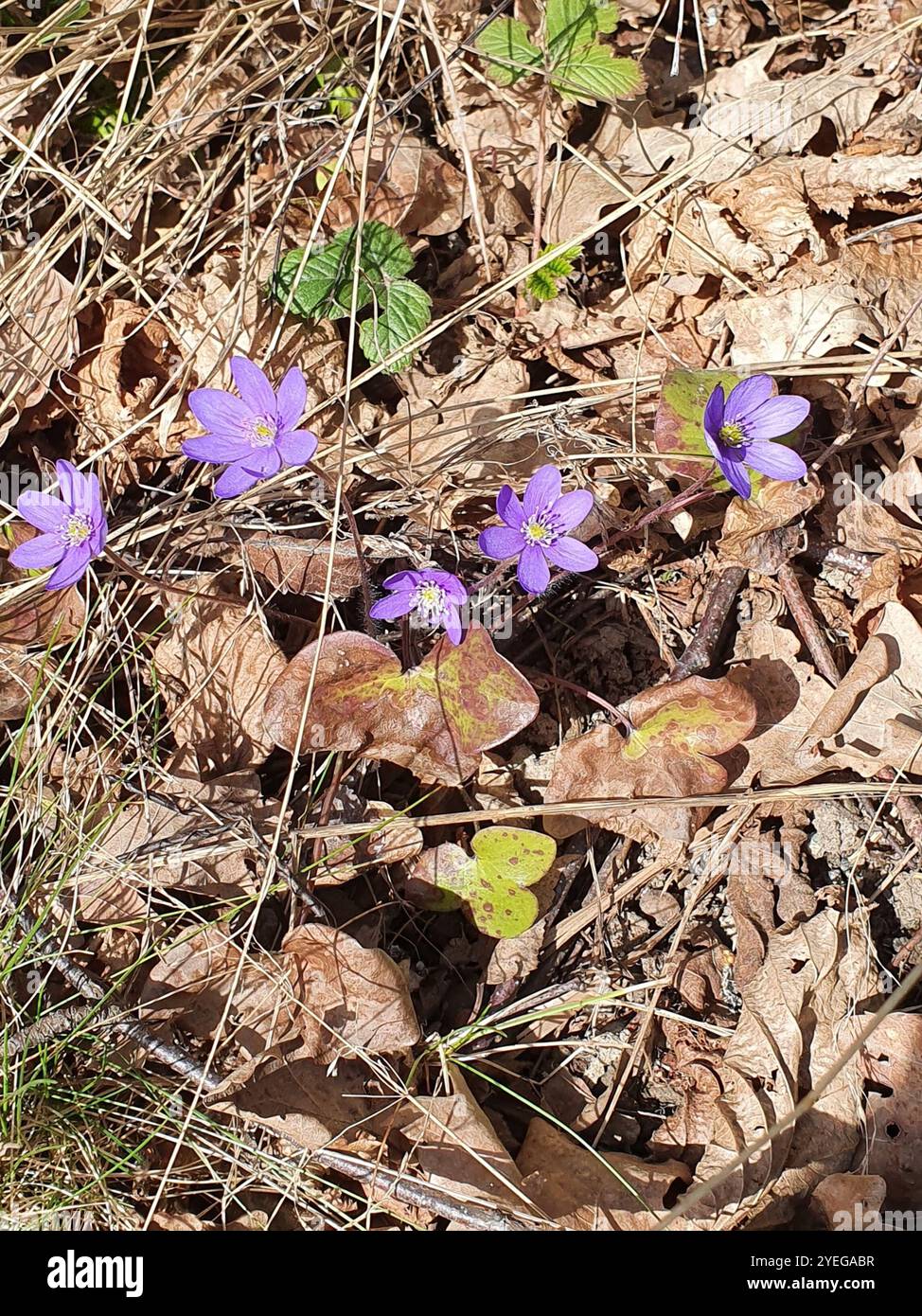 Liverleaf (Hepatica nobilis Stock Photo - Alamy