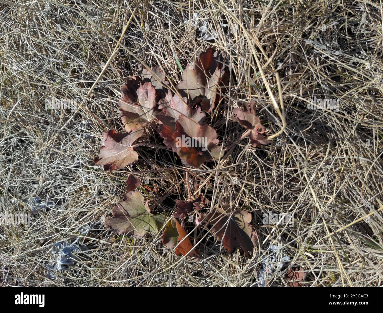 prairie alumroot (Heuchera richardsonii Stock Photo - Alamy