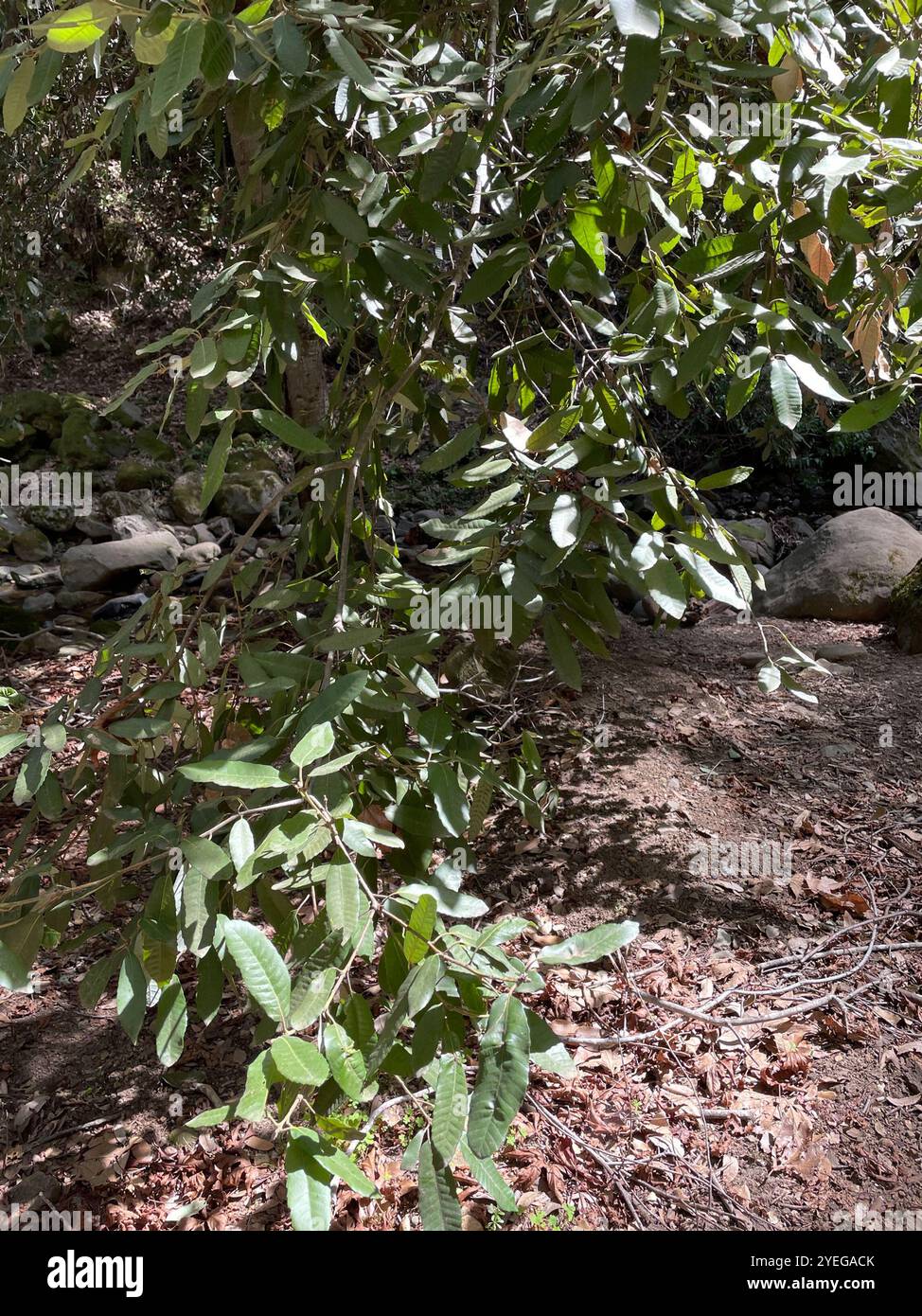 Tanoak (Notholithocarpus densiflorus Stock Photo - Alamy
