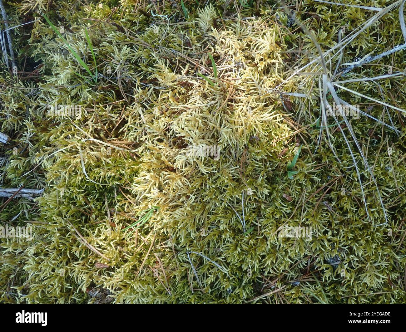 Red-stemmed Feather Moss (Pleurozium schreberi Stock Photo - Alamy
