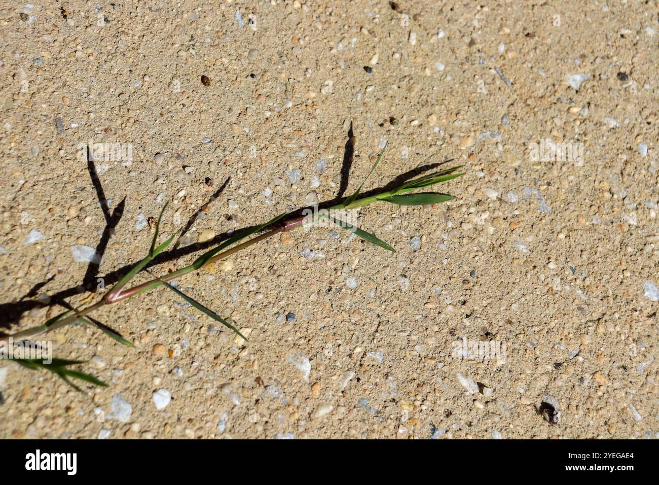 Bermuda grass (Cynodon dactylon Stock Photo - Alamy