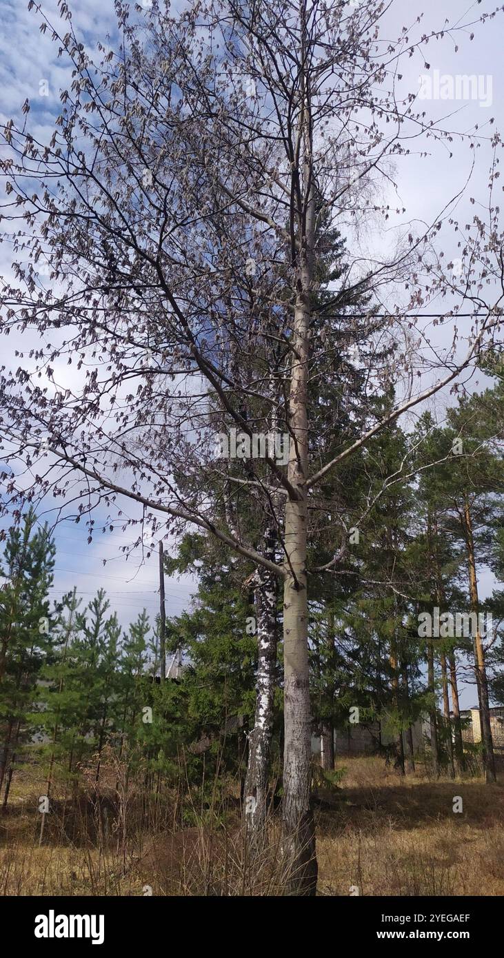 European aspen (Populus tremula Stock Photo - Alamy