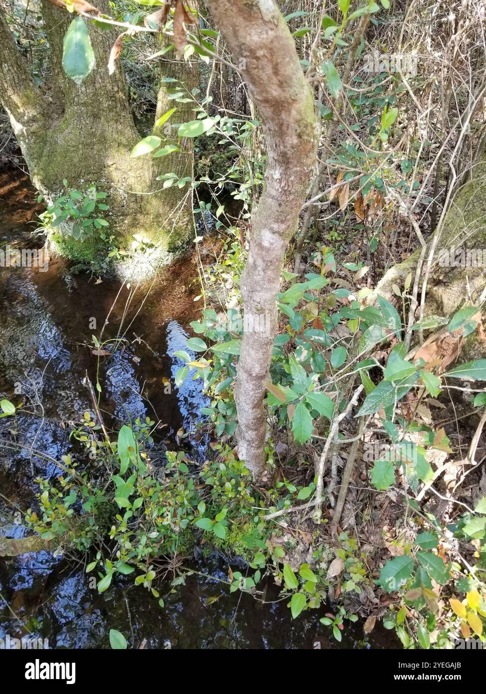 Swamp titi (Cyrilla racemiflora Stock Photo - Alamy