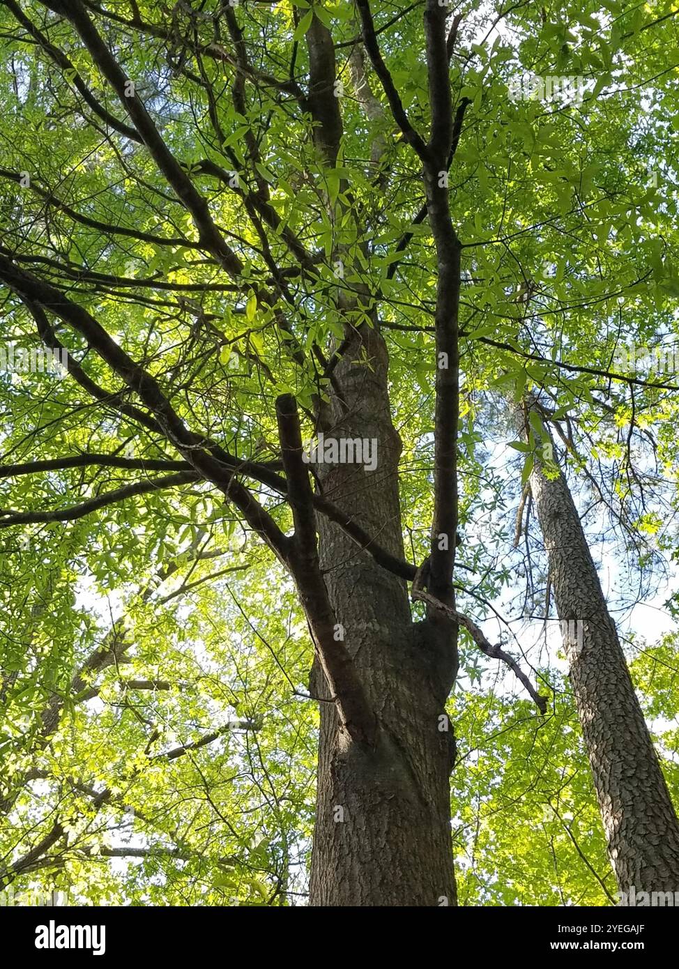 Quercus phellos hi-res stock photography and images - Alamy