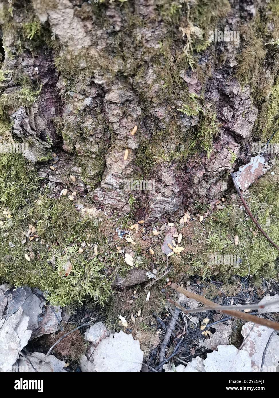 Siberian Flying Squirrel (Pteromys volans Stock Photo - Alamy
