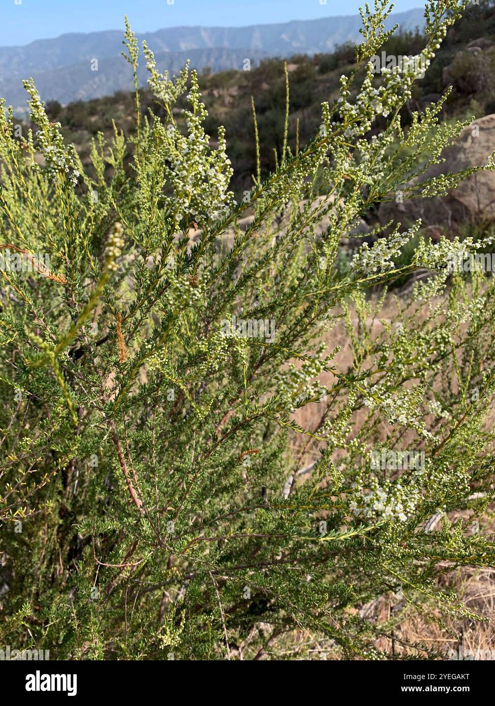 chamise (Adenostoma fasciculatum Stock Photo - Alamy