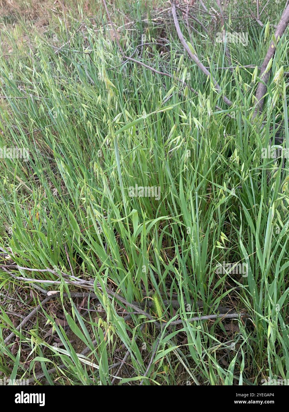 wild oat (Avena fatua Stock Photo - Alamy
