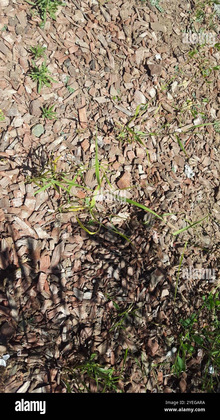 Smilo Grass (Oloptum miliaceum Stock Photo - Alamy