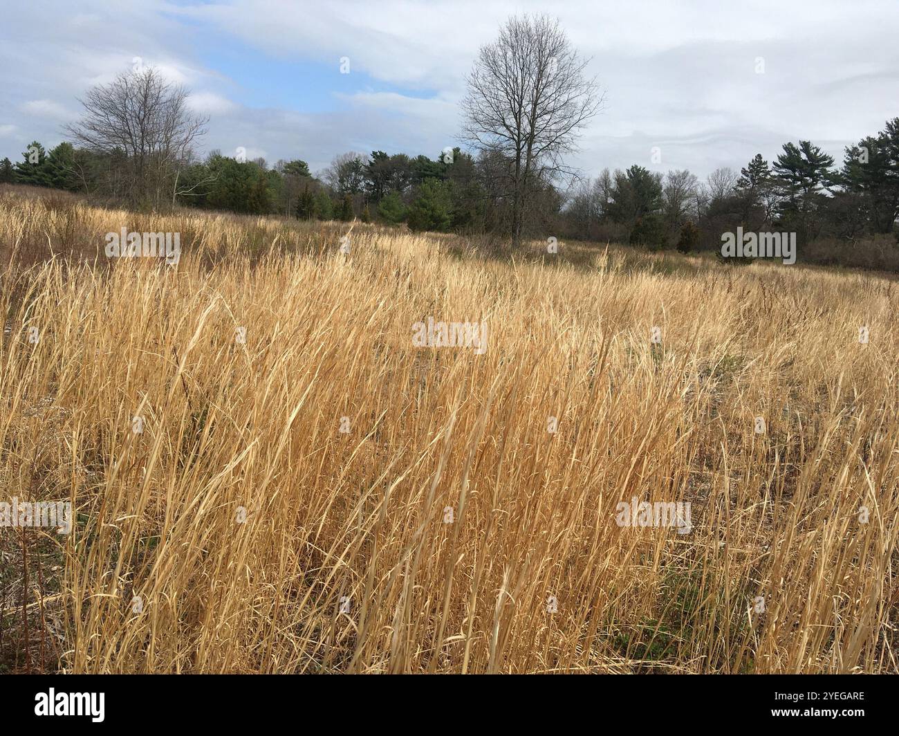Broomsedge hi-res stock photography and images - Alamy