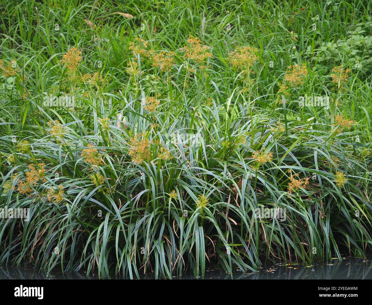 Rhynchospora corymbosa hi-res stock photography and images - Alamy