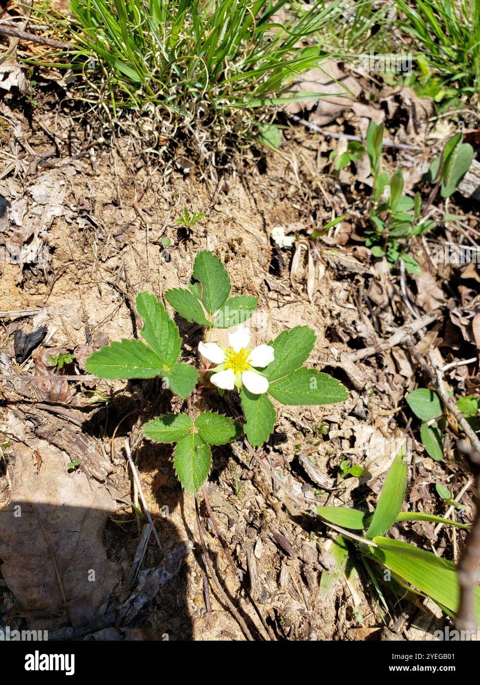Virginia strawberry (Fragaria virginiana Stock Photo - Alamy