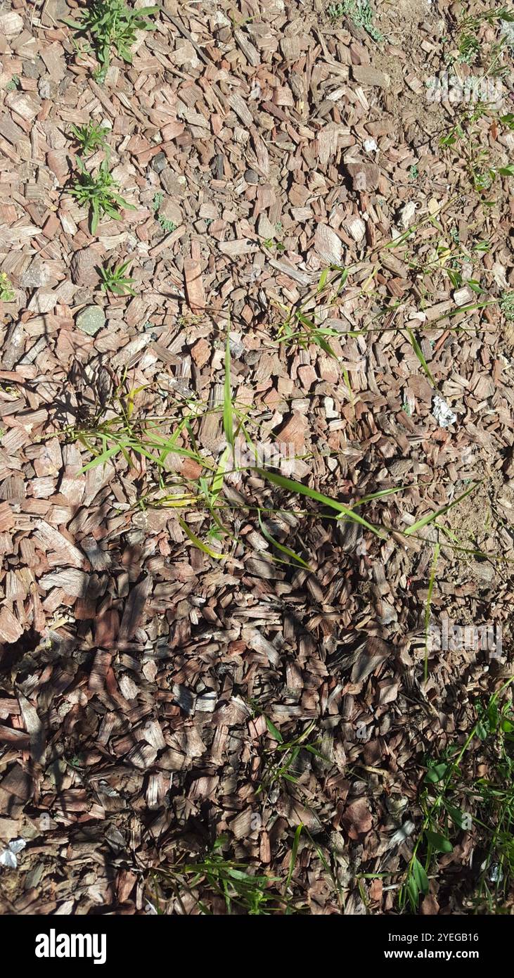 Smilo Grass (Oloptum miliaceum Stock Photo - Alamy