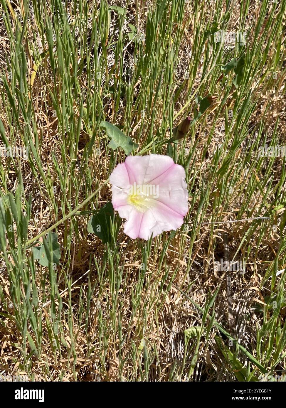 Pacific false bindweed hi-res stock photography and images - Alamy