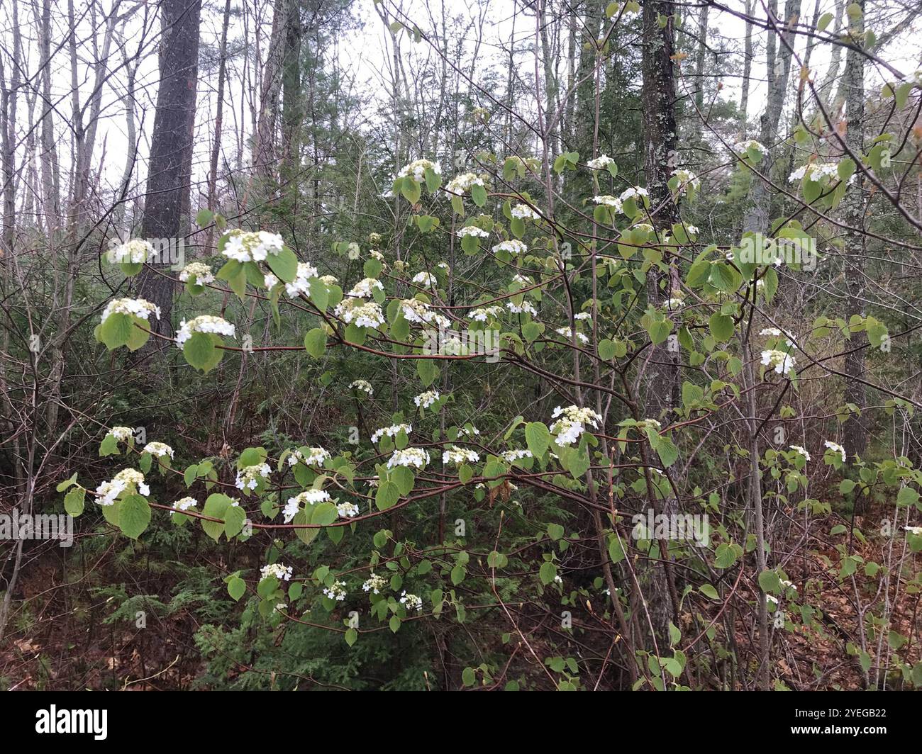 hobblebush (Viburnum lantanoides Stock Photo - Alamy