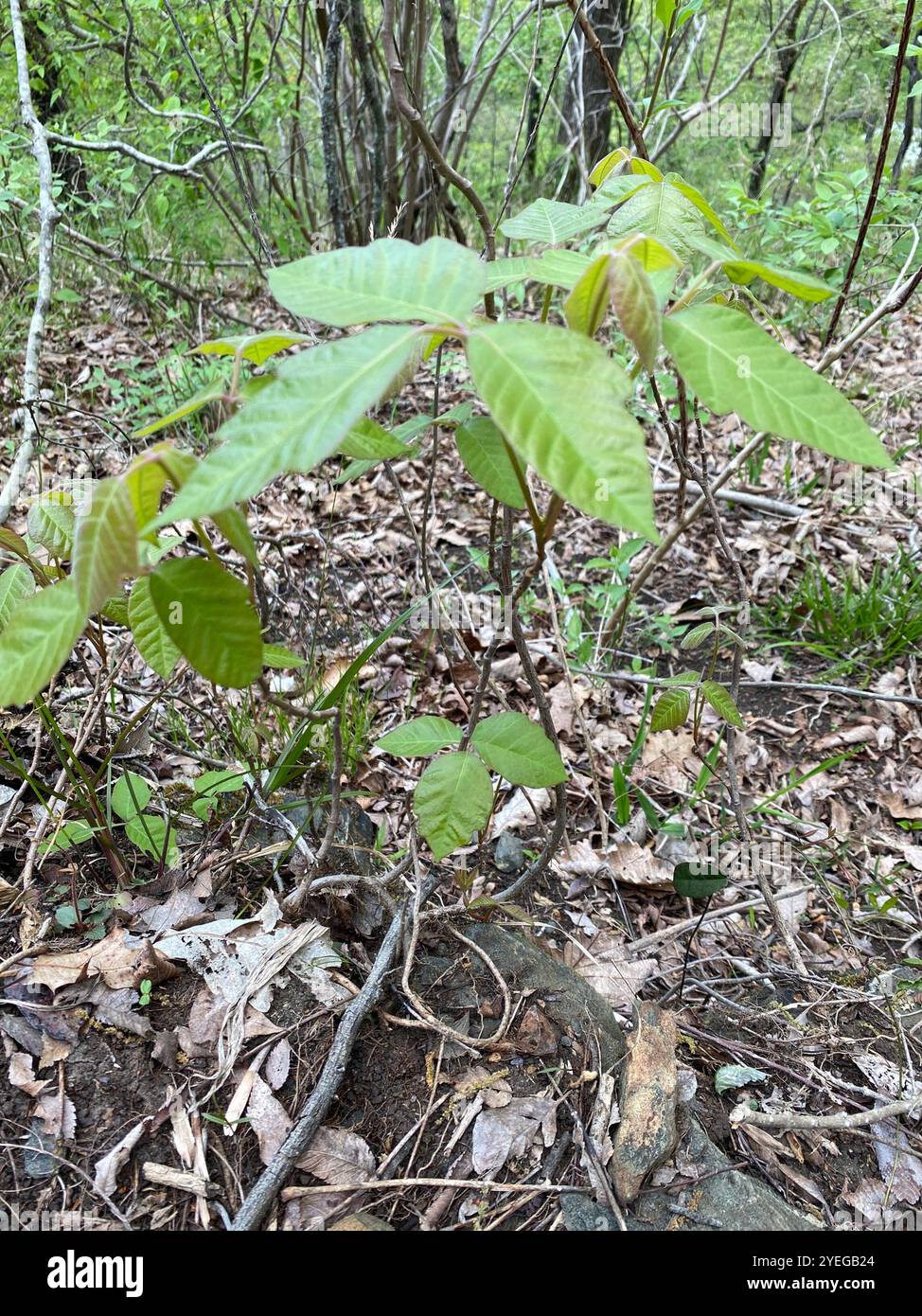 eastern poison ivy (Toxicodendron radicans Stock Photo - Alamy