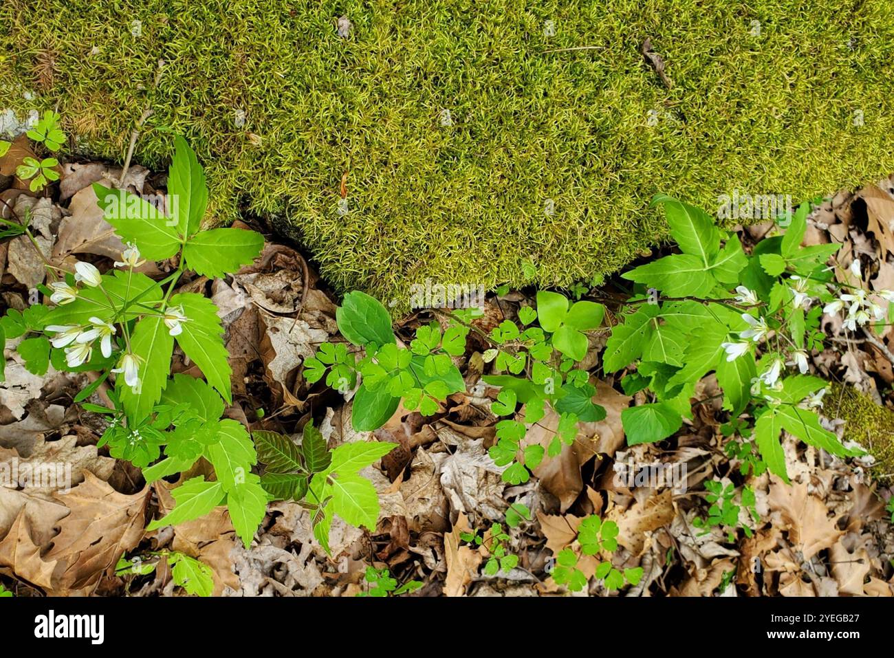 Two-leaved Toothwort (Cardamine diphylla Stock Photo - Alamy
