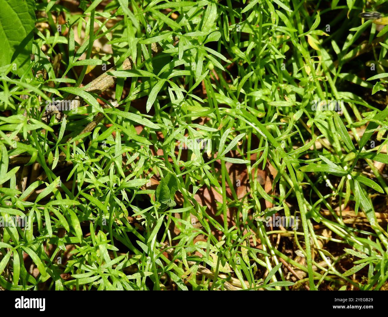 False mermaid hi-res stock photography and images - Alamy