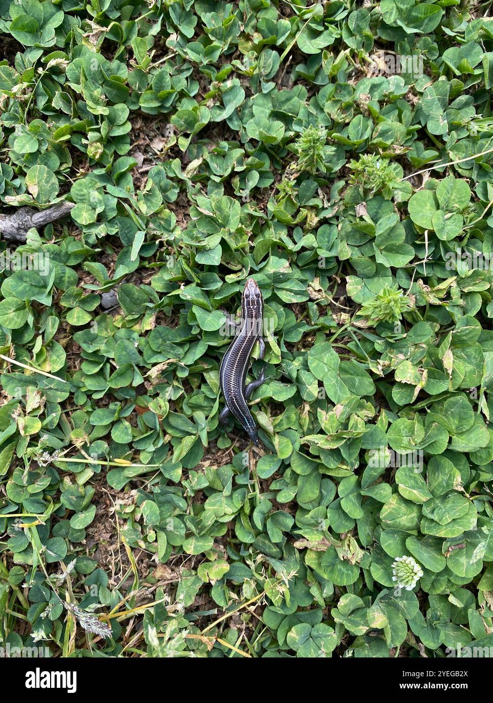 Common Five-lined Skink (Plestiodon fasciatus Stock Photo - Alamy