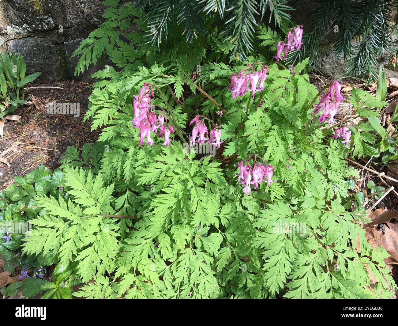Fringed Bleeding Heart (Dicentra eximia Stock Photo - Alamy