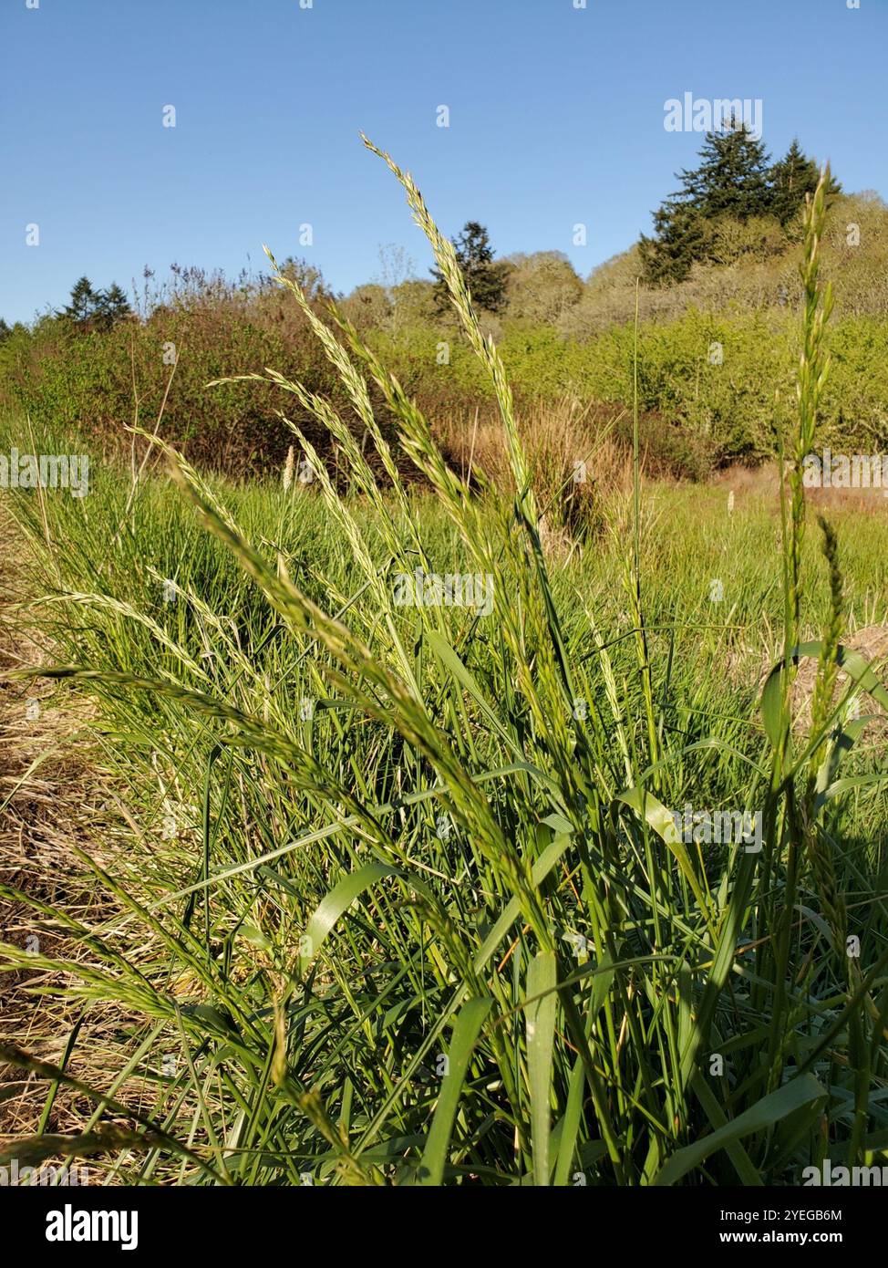tall fescue (Lolium arundinaceum Stock Photo - Alamy