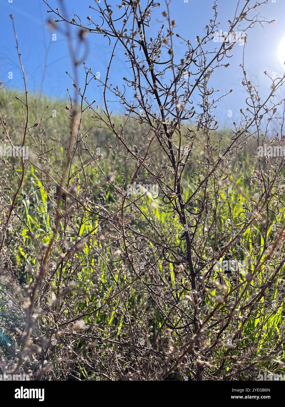 Stinkwort (Dittrichia graveolens Stock Photo - Alamy