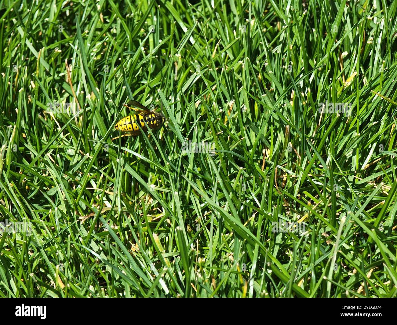Western Yellowjacket (Vespula pensylvanica Stock Photo - Alamy