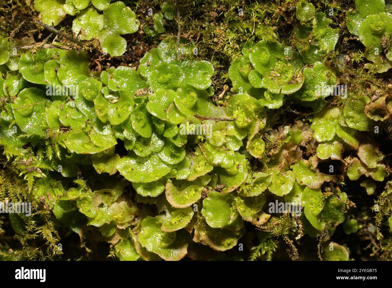 Crescent-cup liverwort (Lunularia cruciata Stock Photo - Alamy