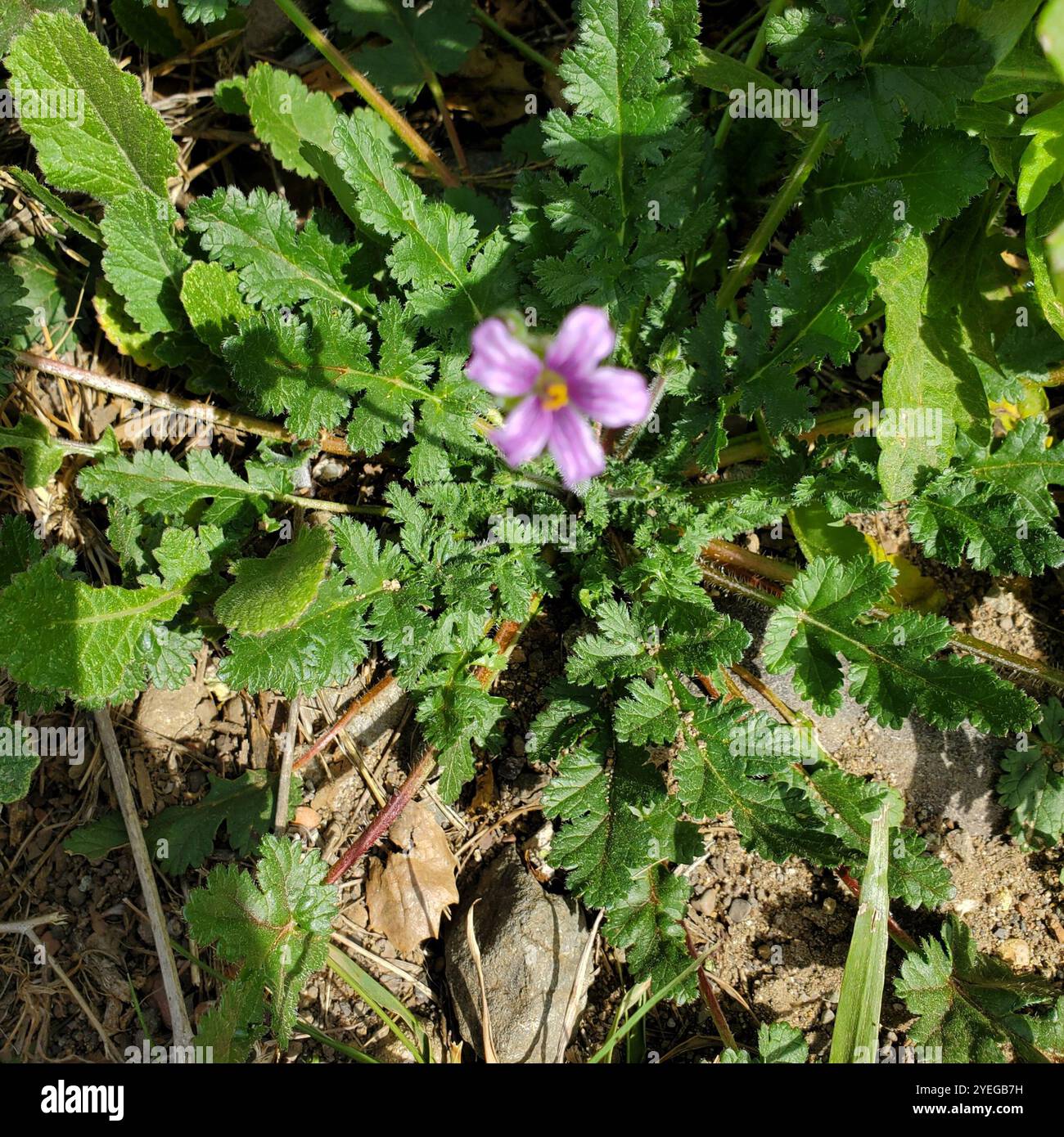 Mediterranean Stork's-bill (Erodium botrys Stock Photo - Alamy