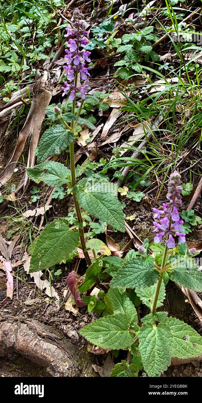California Hedge Nettle (Stachys bullata Stock Photo - Alamy