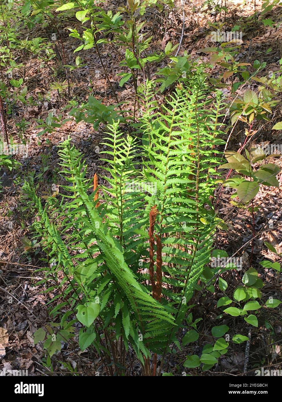 cinnamon fern (Osmundastrum cinnamomeum Stock Photo - Alamy