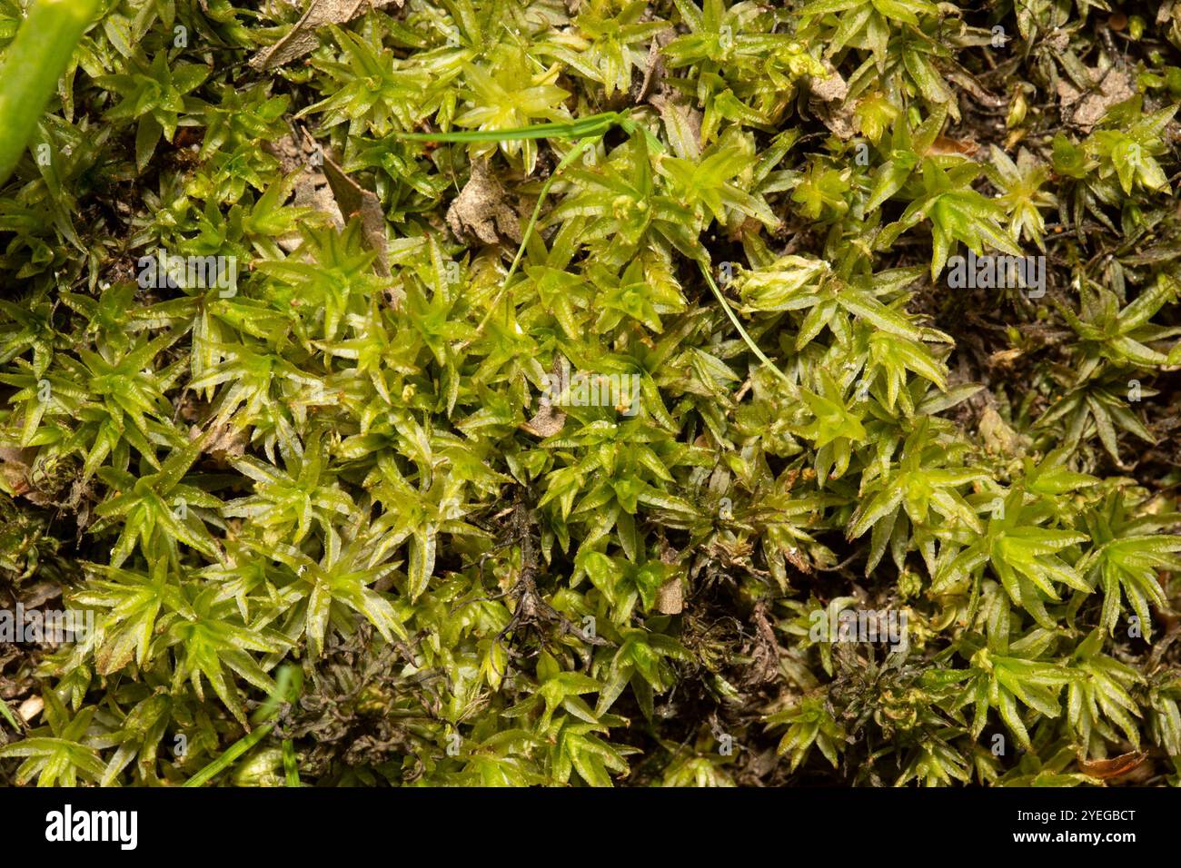 Catherines moss atrichum undulatum hi-res stock photography and images ...