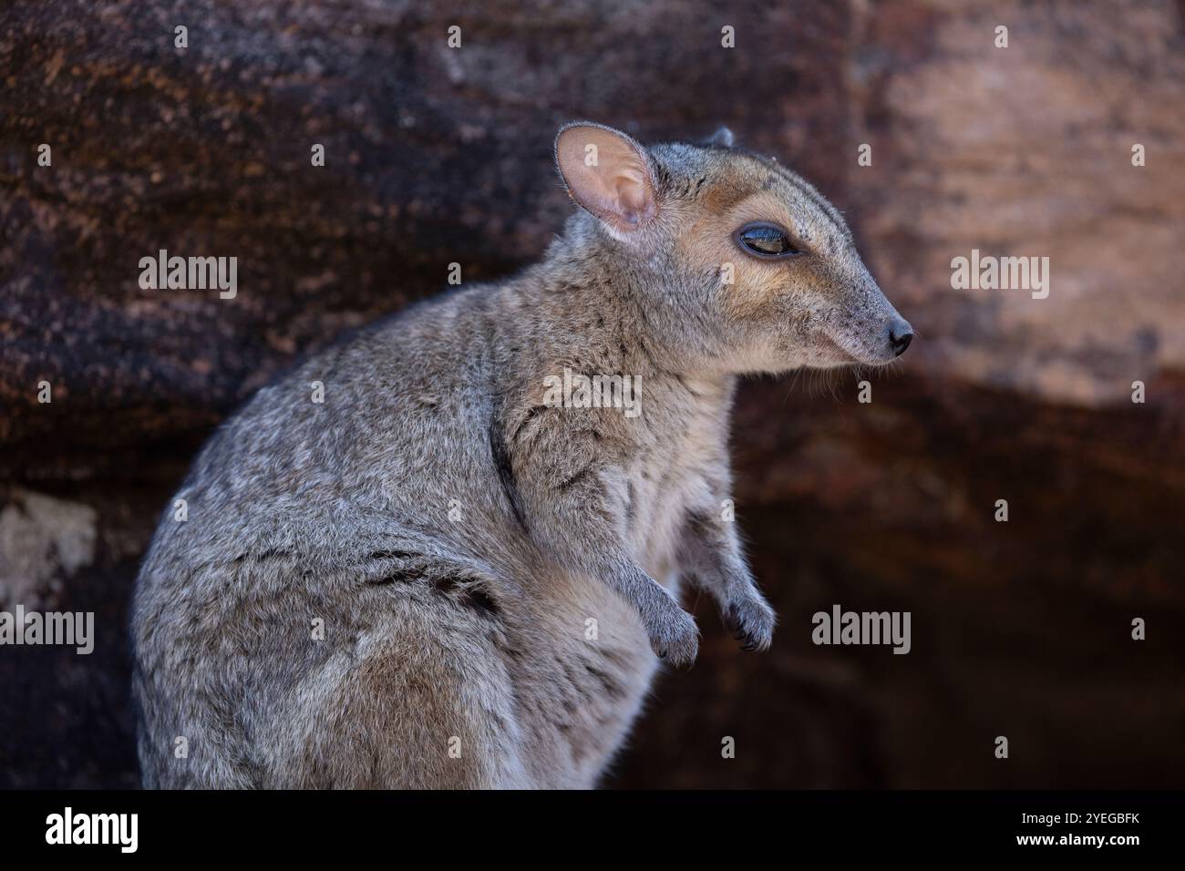 Wildlife in western australia hi-res stock photography and images - Alamy