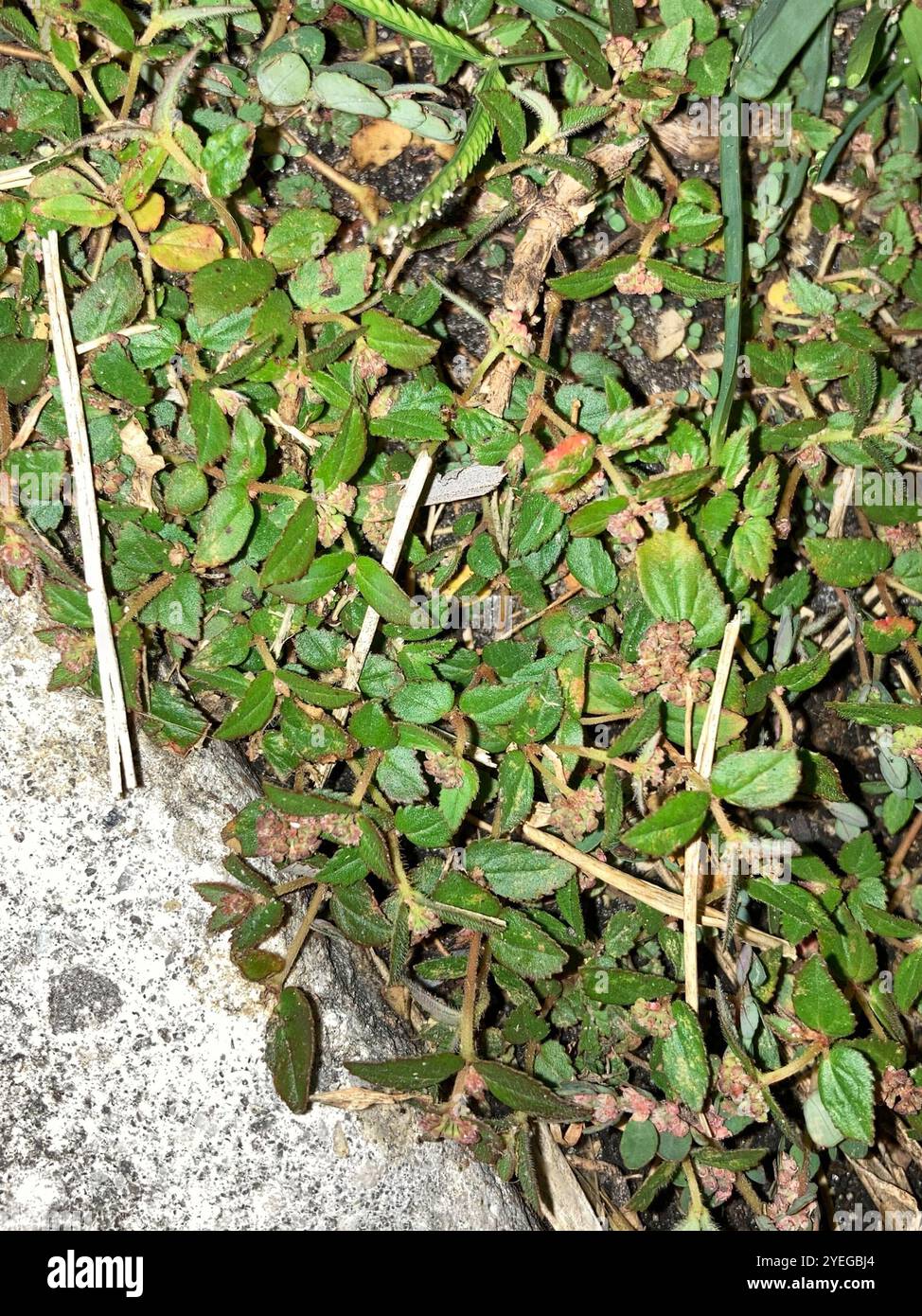 Florida Hammock Sandmat (Euphorbia ophthalmica Stock Photo - Alamy