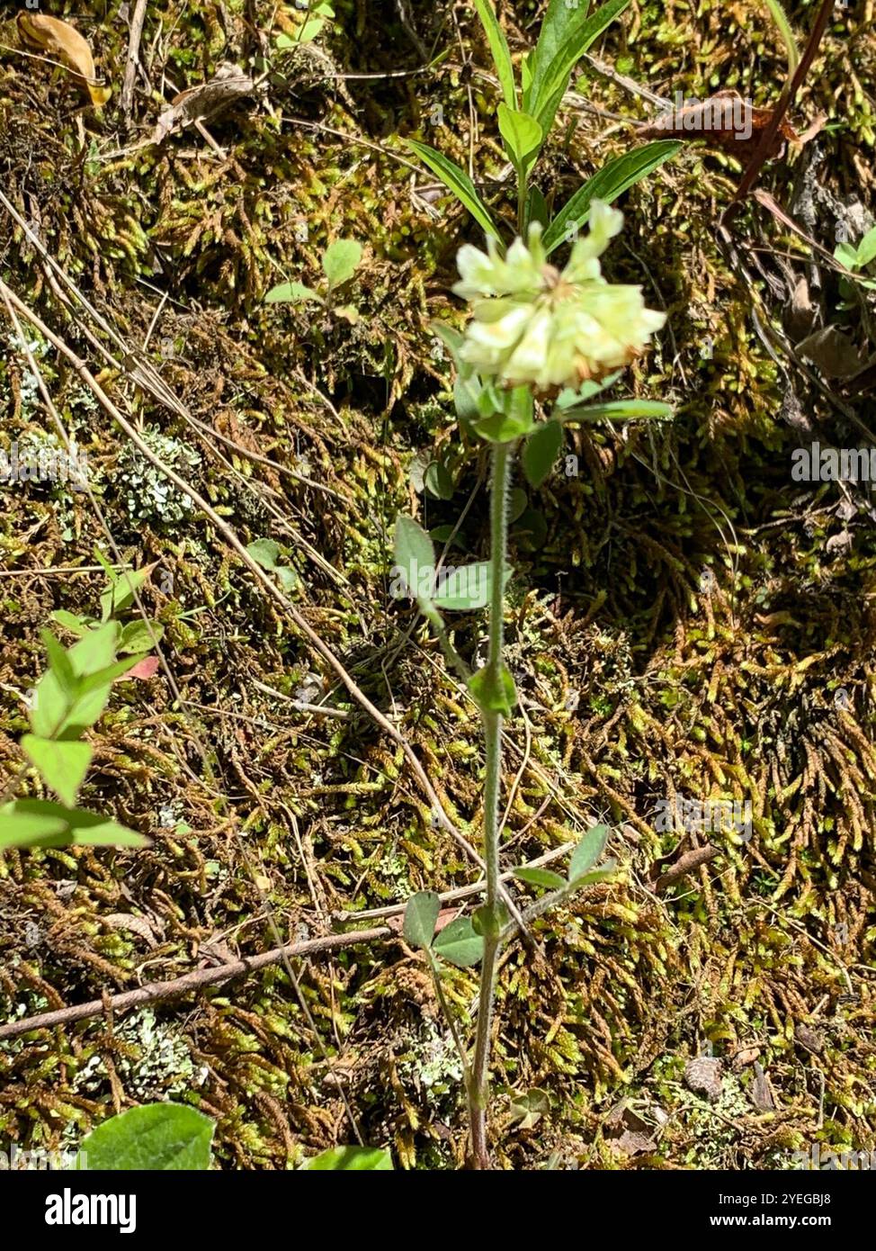 buffalo clover (Trifolium reflexum Stock Photo - Alamy
