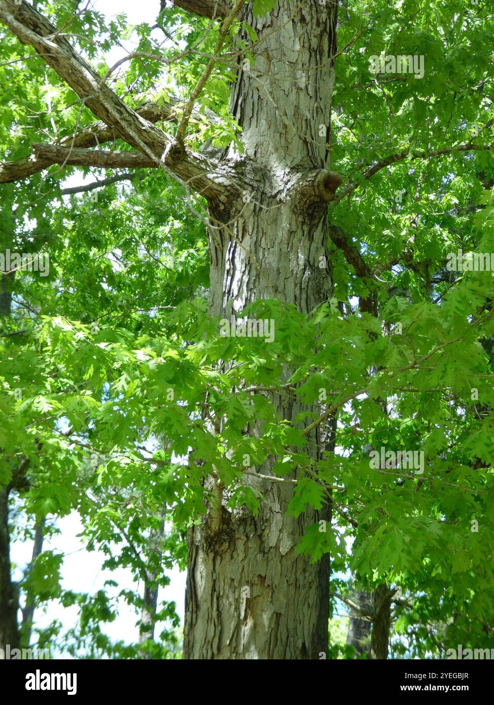 white oak (Quercus alba Stock Photo - Alamy
