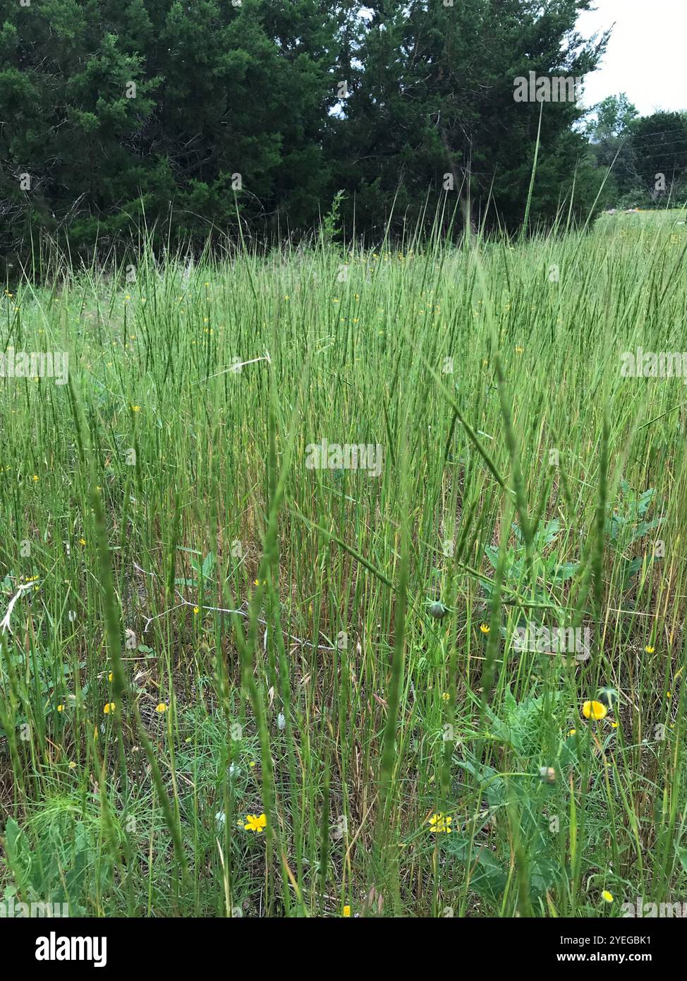 jointed goat grass (Aegilops cylindrica Stock Photo - Alamy