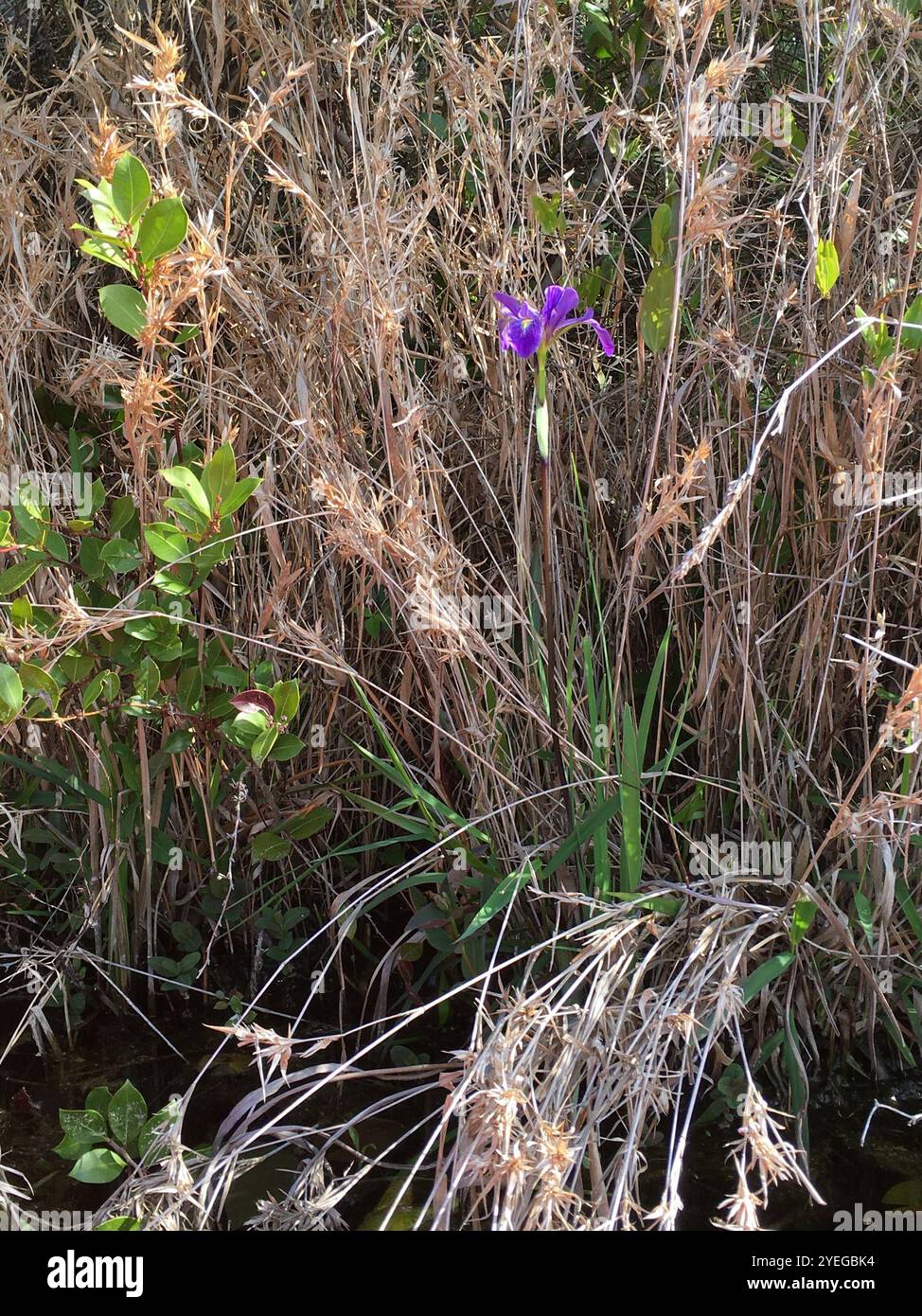 Common Beardless Irises (Limniris Stock Photo - Alamy