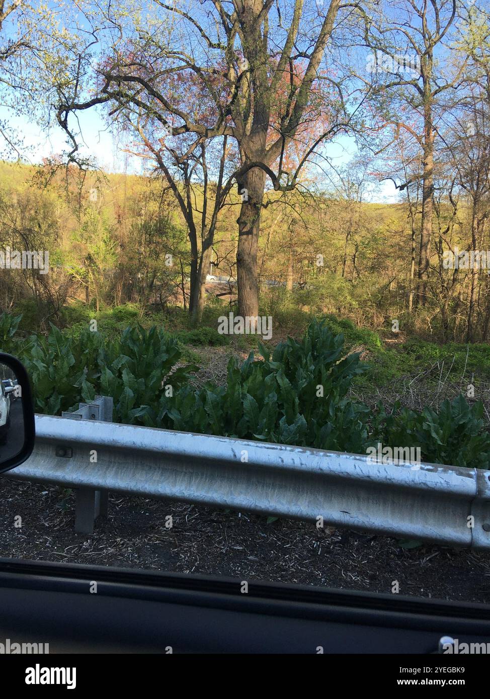 Greek Dock (Rumex cristatus Stock Photo - Alamy